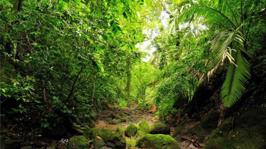 Qué ver en Darién: Un Paraíso Salvaje por Descubrir en Panamá
