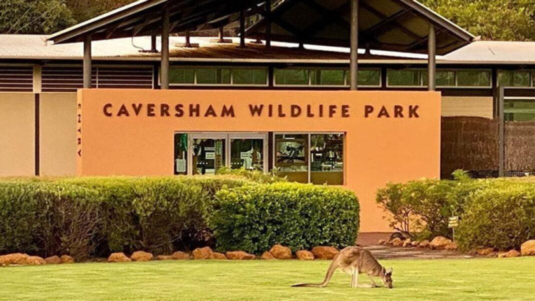 12 Lugares para ver canguros en Australia