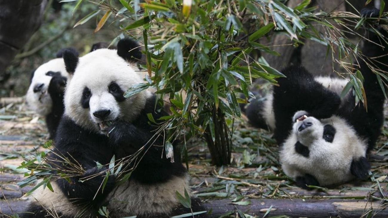 6 Lugares para ver osos panda en China